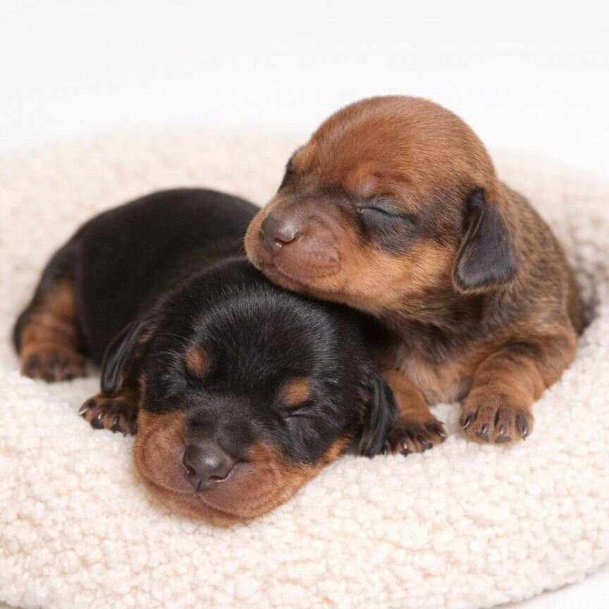 Карликовая такса, щенок