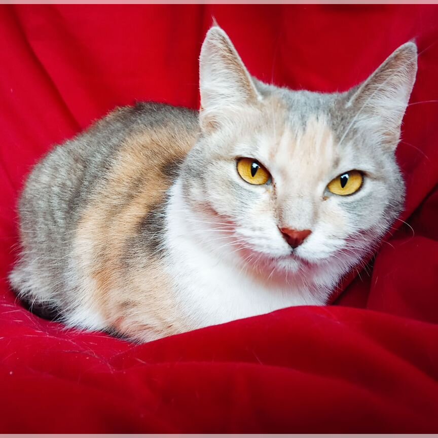 Кошки в добрые руки