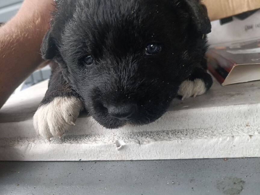 Собака в добрые руки щенок от немецкой овчарки