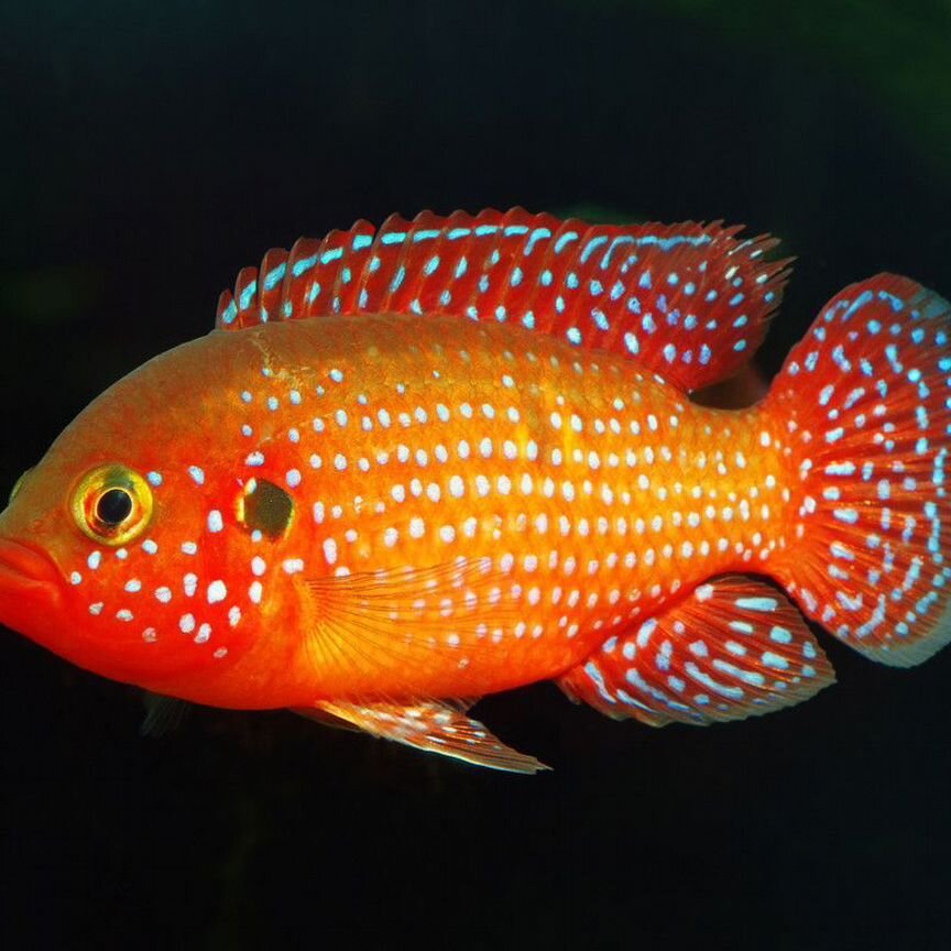 Хромис -красавчик