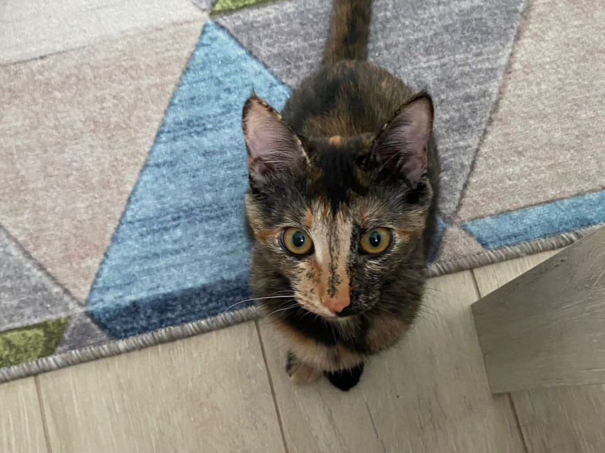 Кошка черепашка 5 мес