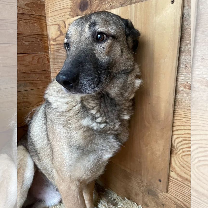 Гирос ждет новогоднего чуда