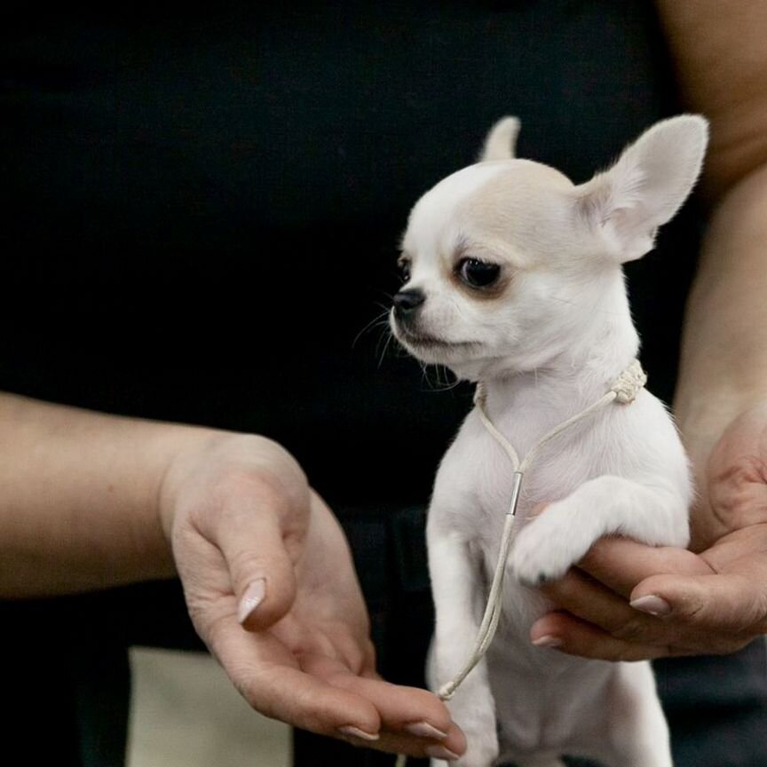 Чихуахуа, щенок