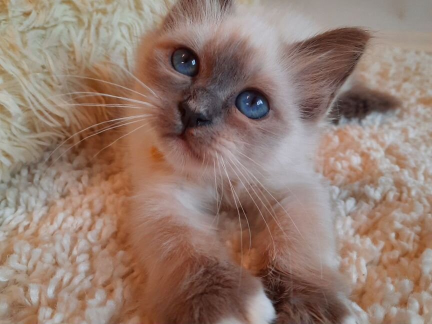 Священная бирма-девочка блю пойнт