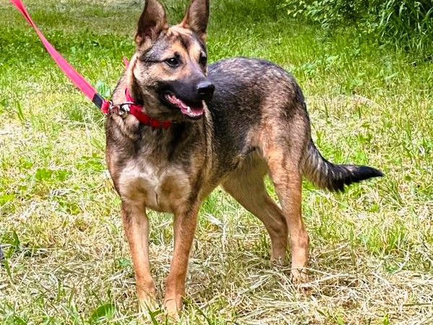 Отдадим лапочку в добрые руки