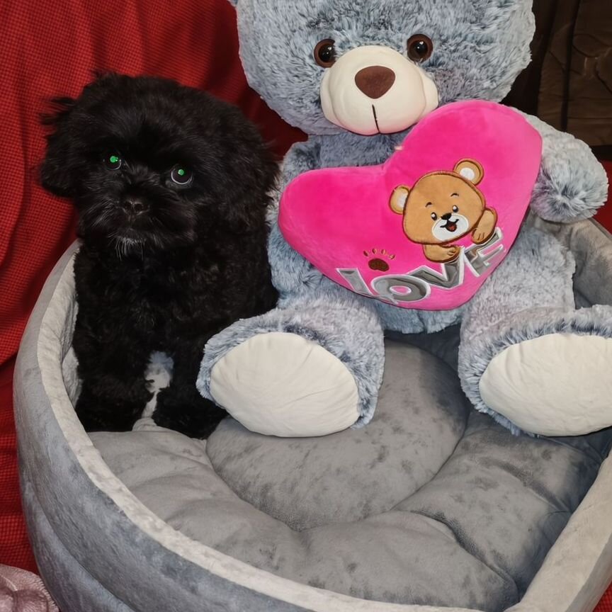 Мальтипу, щенок