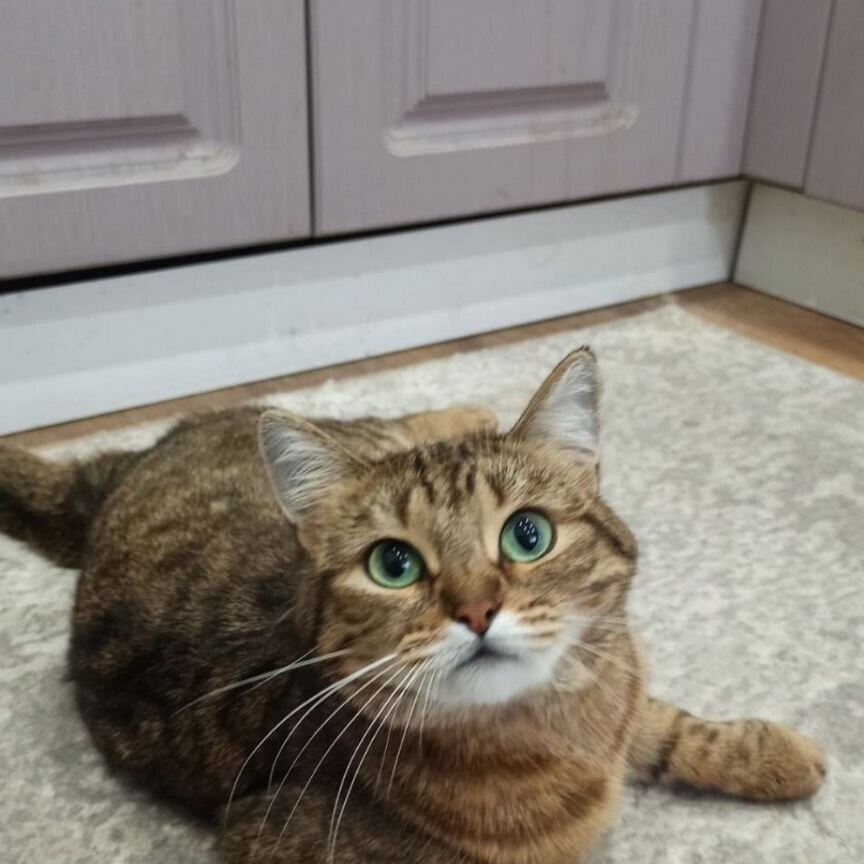 Кошка