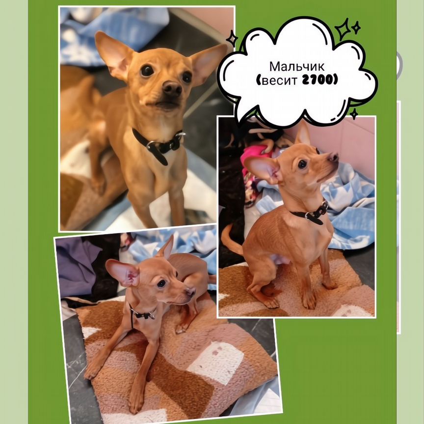 Взрослый пёс в добрые руки