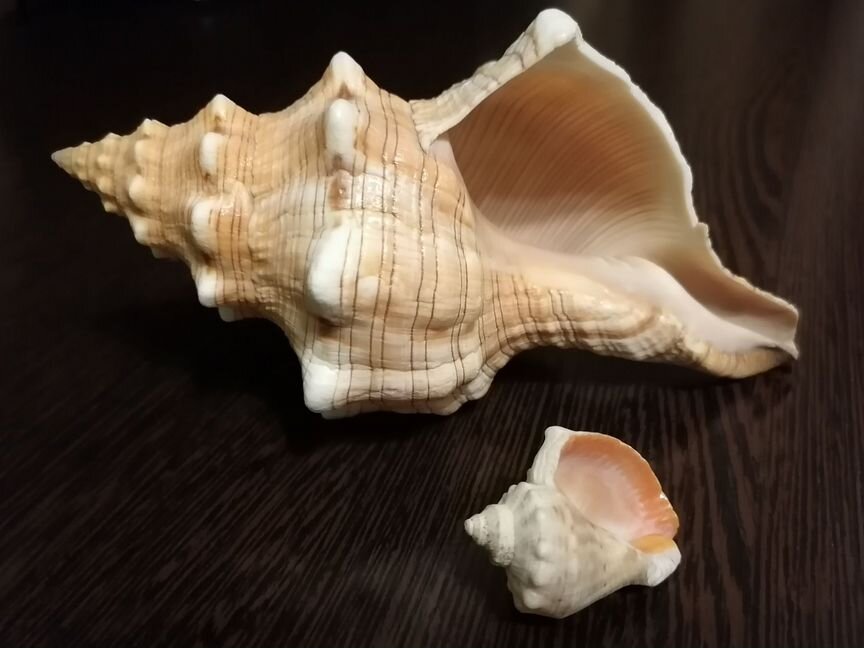 Ракушка морская большая средиземноморская