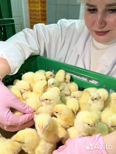 Суточные цыплята-бройлеры Ross-308 и Cobb-500