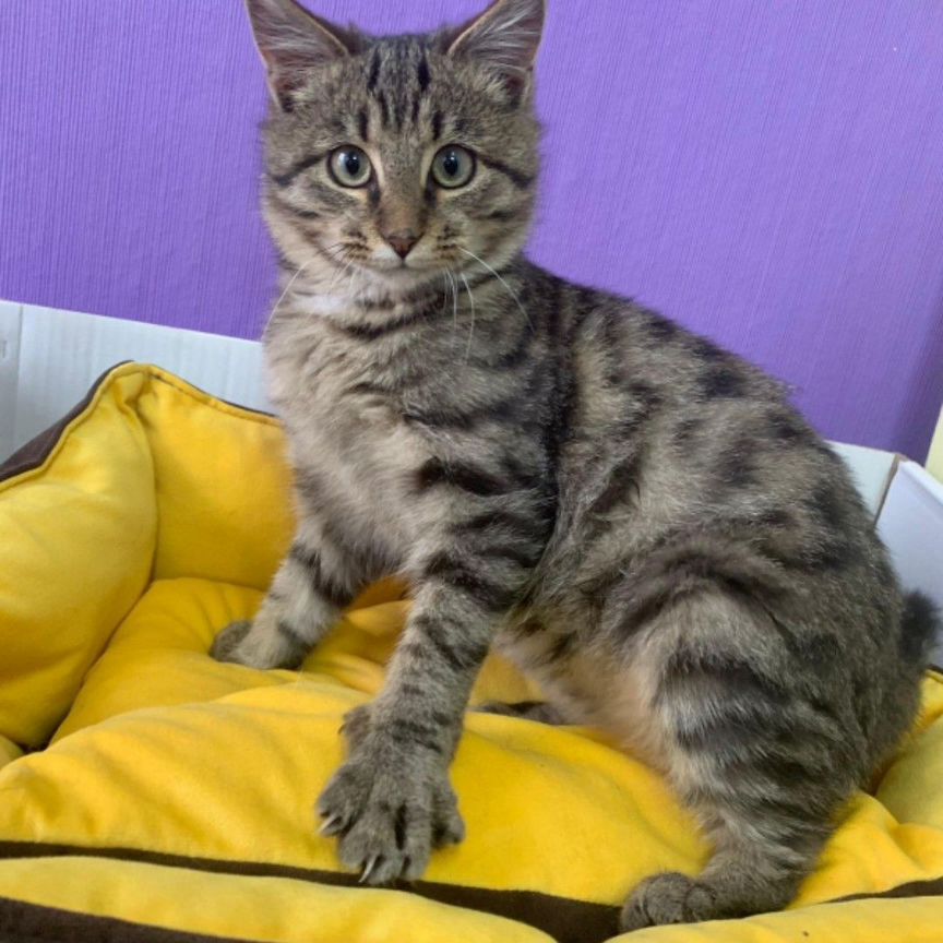 Кошка