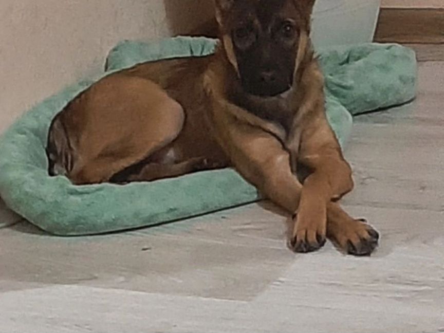 Гаврюша в добрые руки