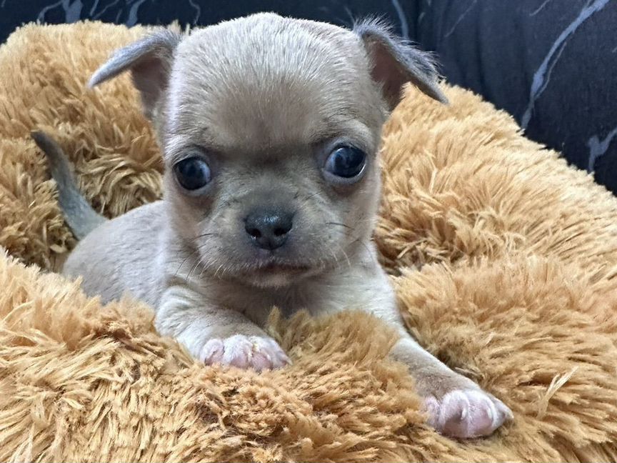 Голубо-палевая курносая красотка