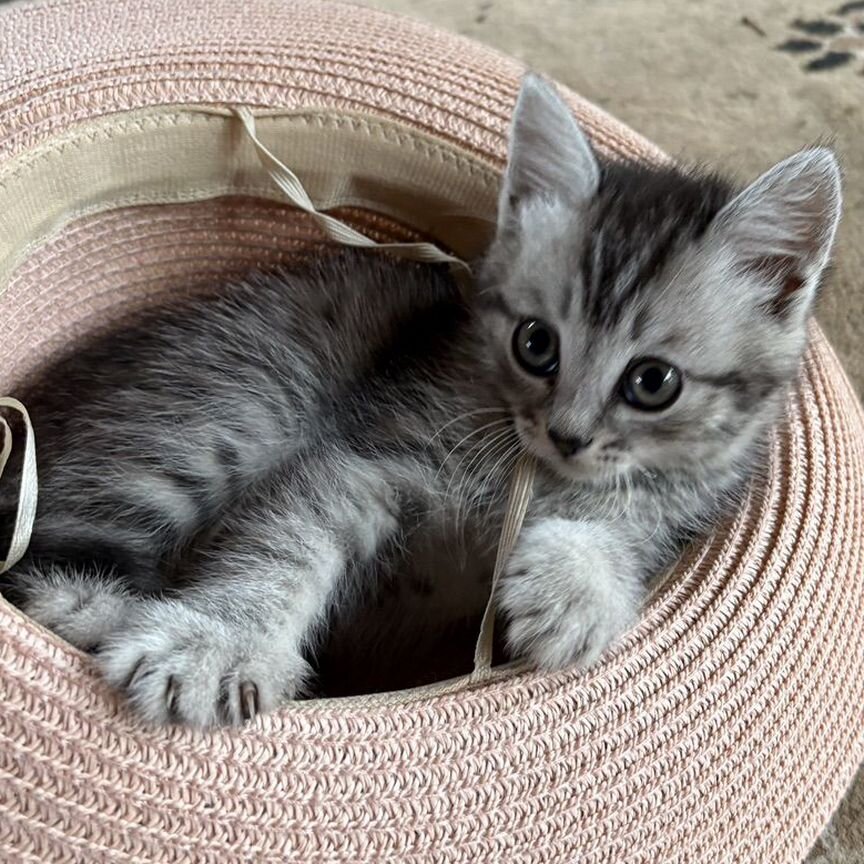 Котенок мальчик