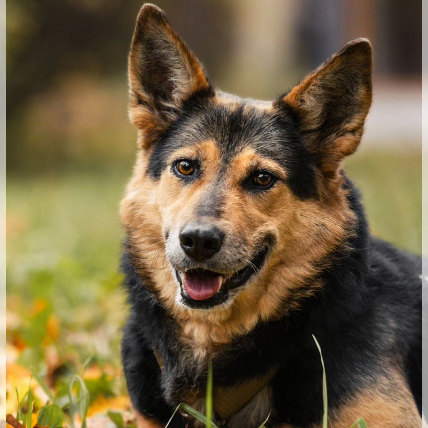 Взрослая собака в добрые руки