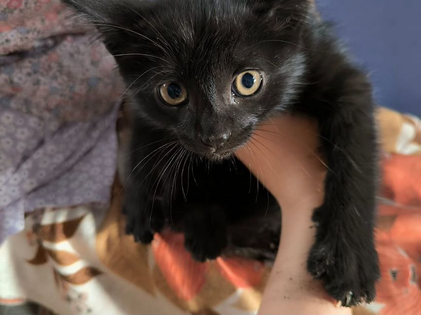 Котенок бесплатно