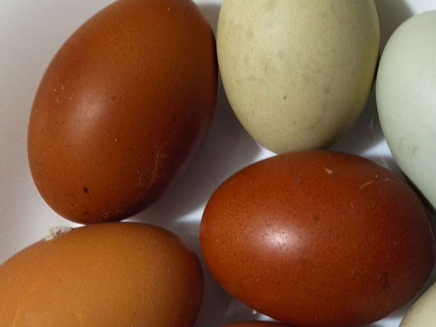 Инкубационное яйцо кур маран, несушки