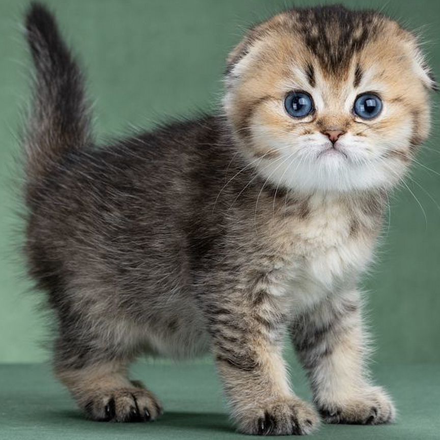 Шотландский вислоухий короткошёрстный котёнок