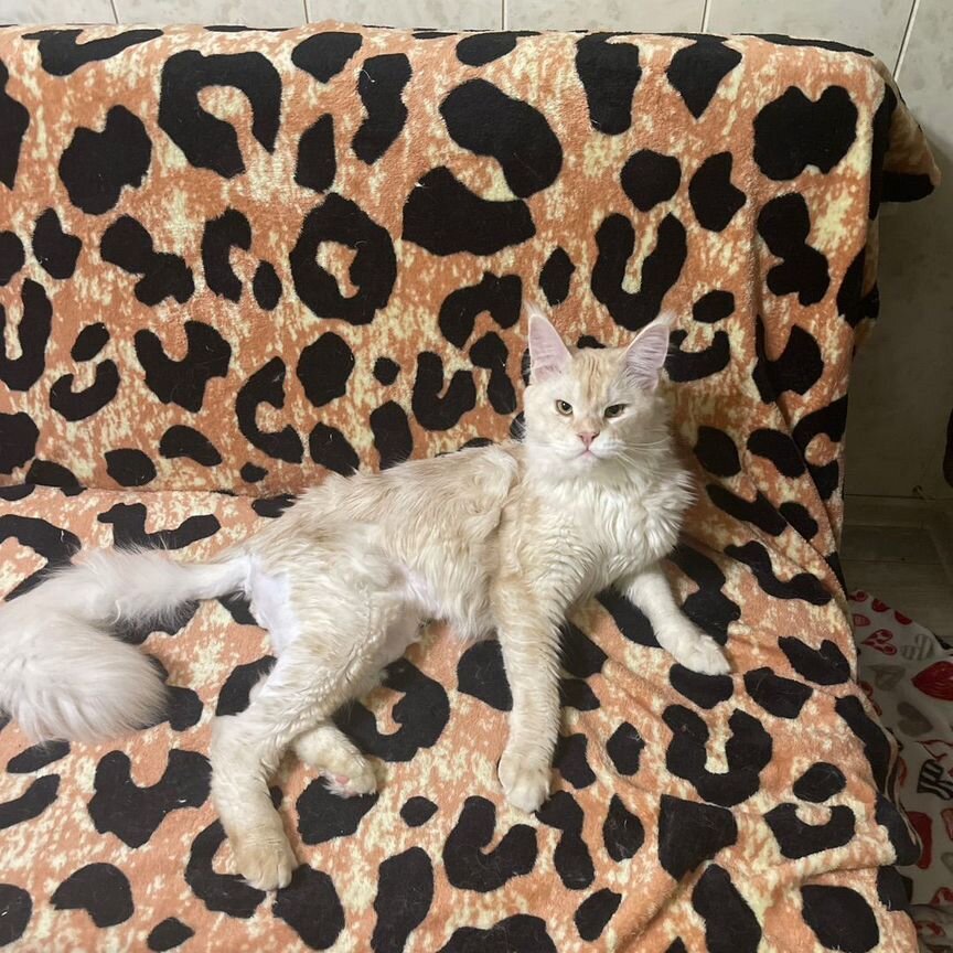 Кот мейнкун 1г8мес