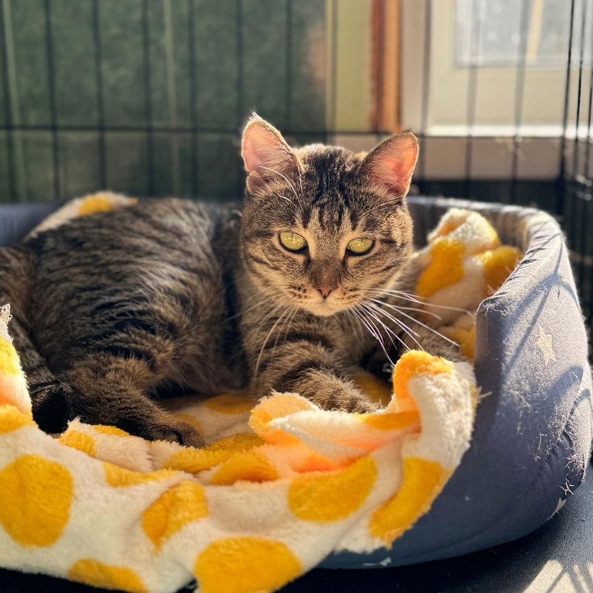 Ласковая кисонька ждет своего человека