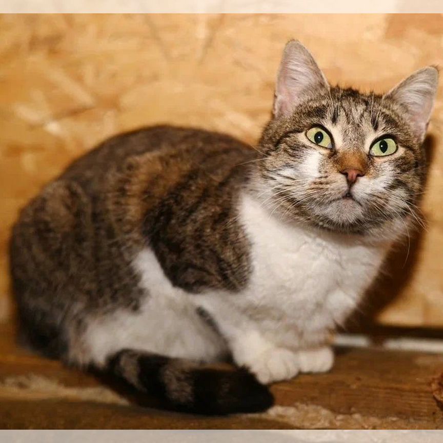 Я тебе помурчу, можно