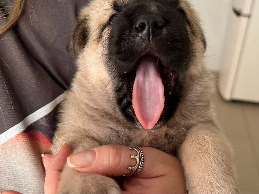 Голубоглазый щенок в добрые овки бесплатно