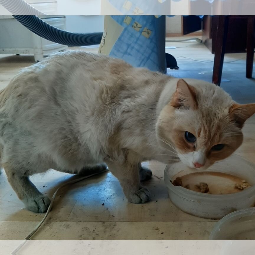 Взрослый кот в добрые руки