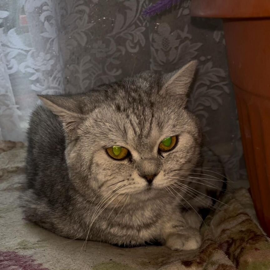 Кот британец