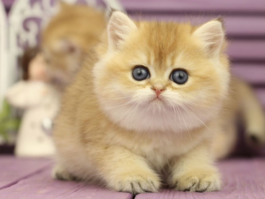 Британский мордастый котик золотая шиншилла ny11
