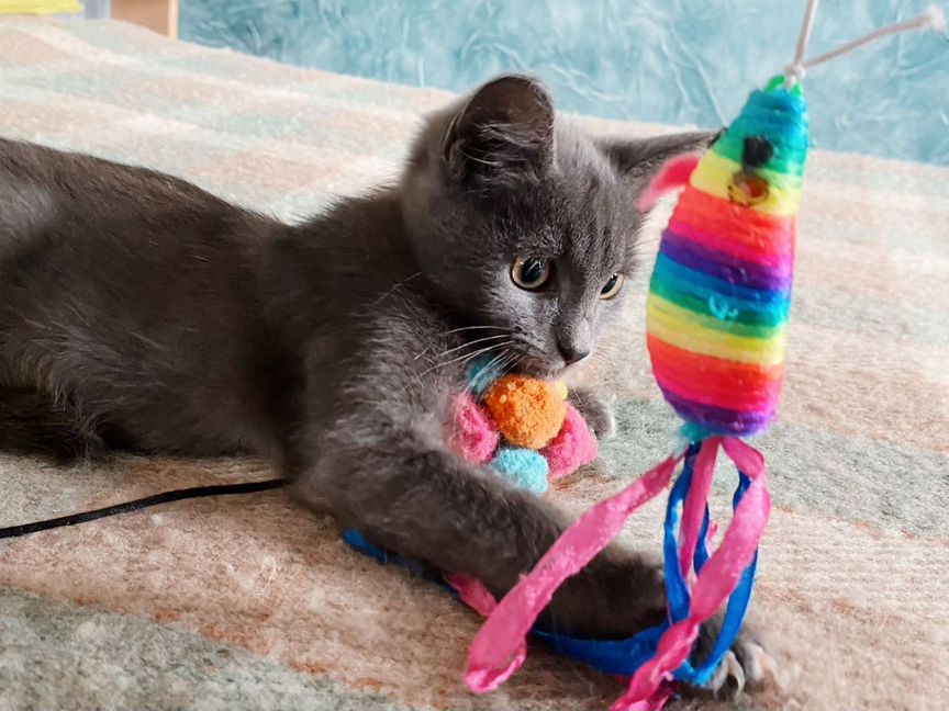 Милый и нежный котёнок в добрые руки
