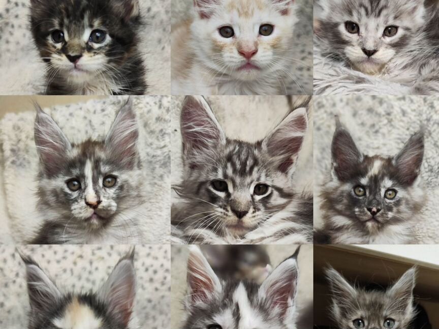 Котята Мейн Кун могучая кучка