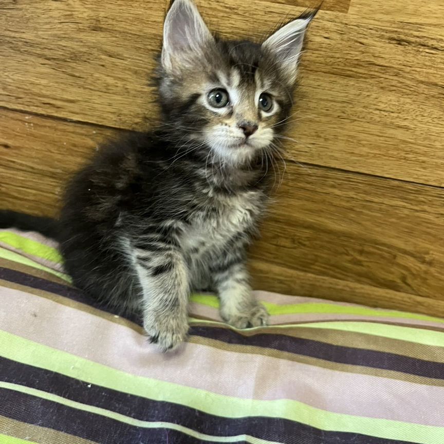 Гиганты Мэйн куны