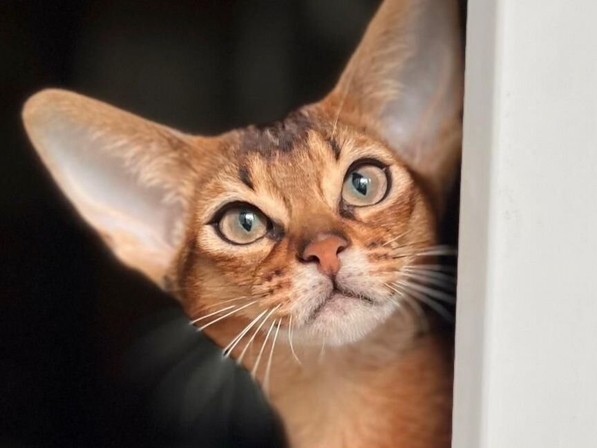 Абиссинские котята (котики)