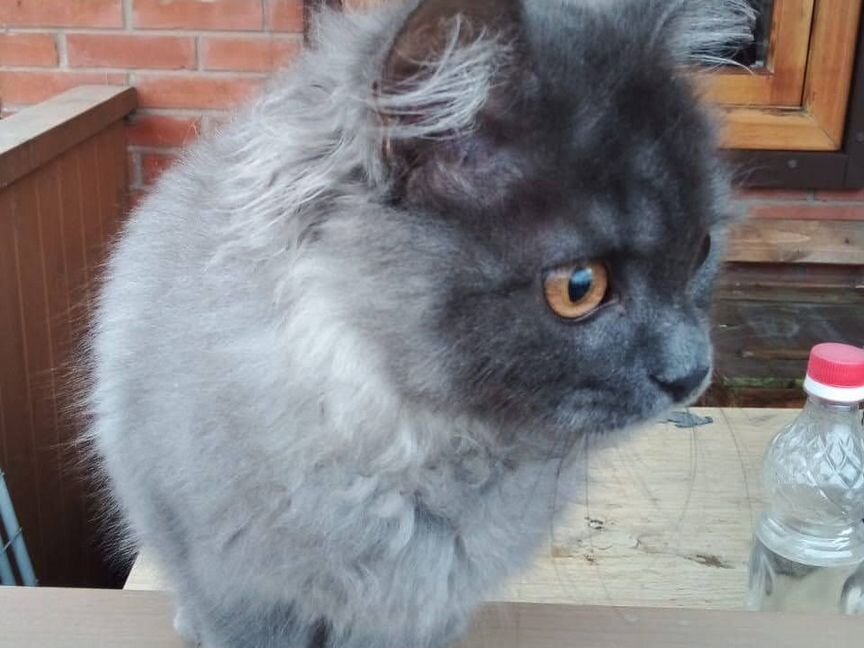 Котик, 4 месяца