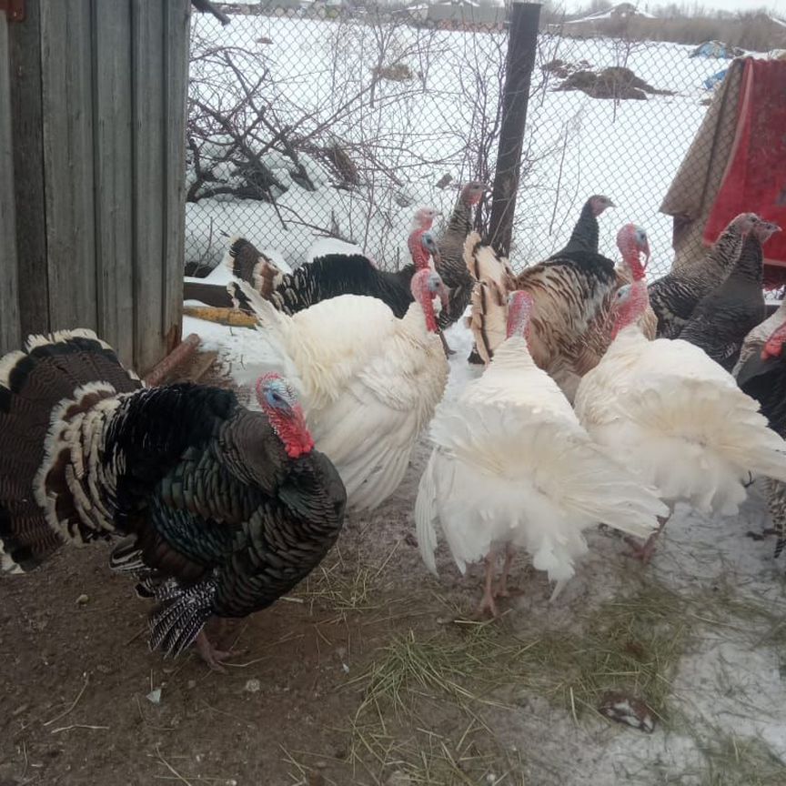 Продаются молодые индюки