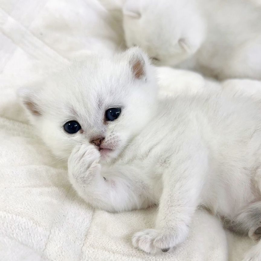 Шотландский прямоухий длинношёрстный котёнок