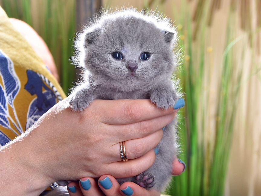 Британский котик