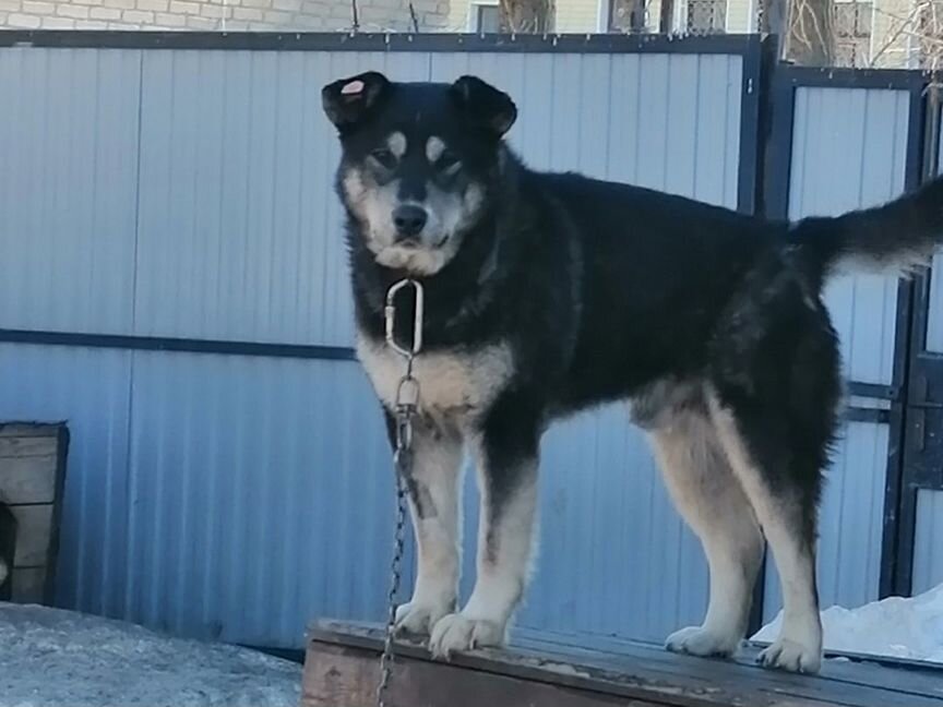 Кобель Зевс в хорошую семью бесплатно