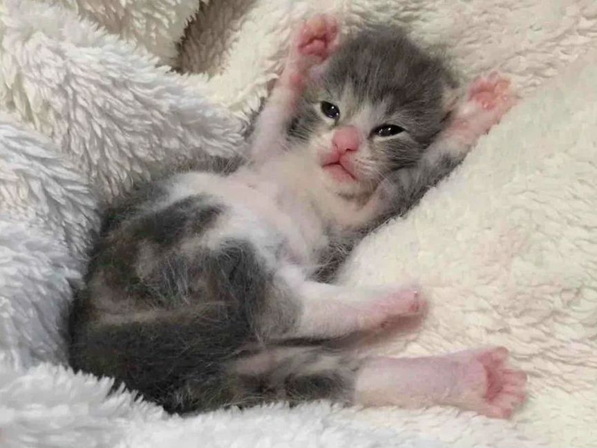 Шикарный котенок мейкуна