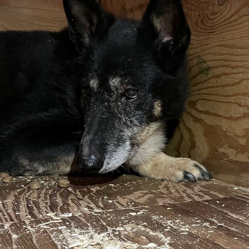 Старичок Черныш совсем грустит в вольере