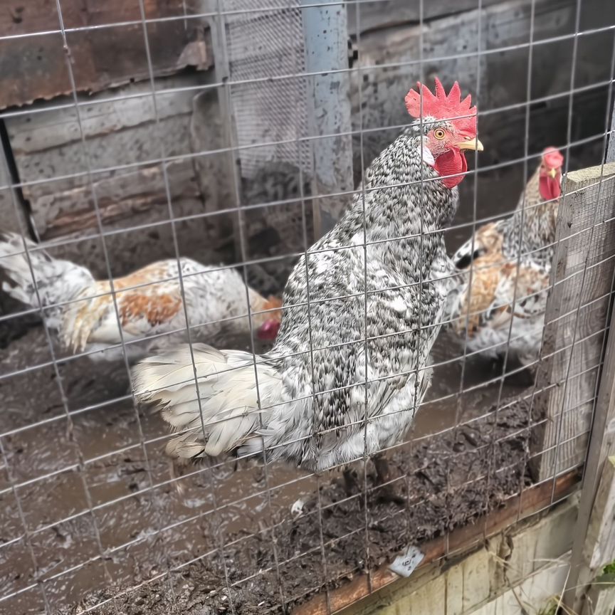 Петухи Домашние
