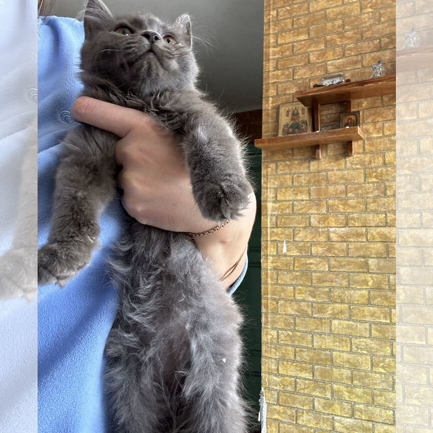 Котенок девочка