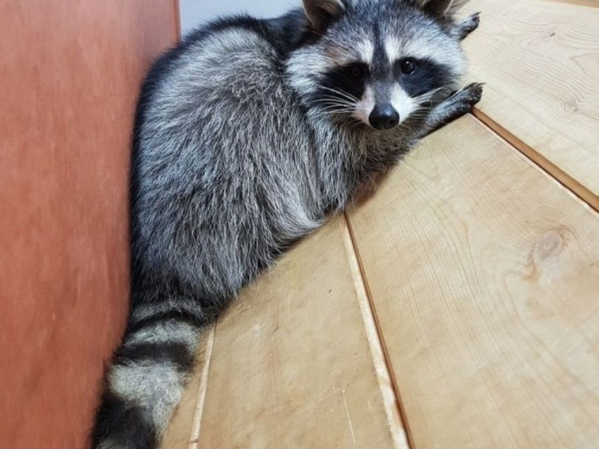 Енот доставка