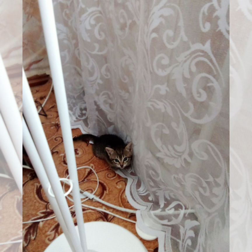 Котёнок в добрые руки
