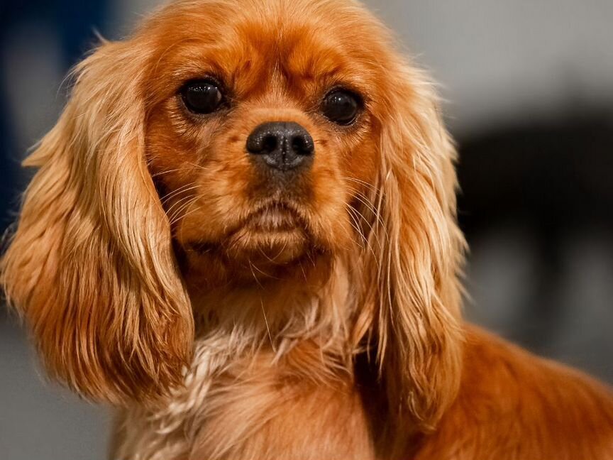 Кавалер Кинг Чарльз спаниель, мальчик