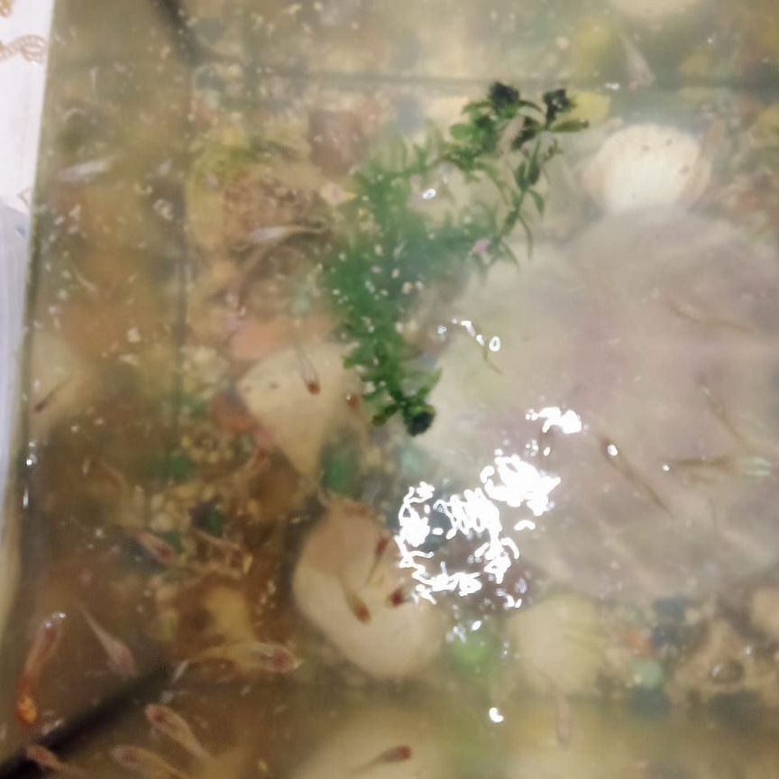 Рыбки Гуппи