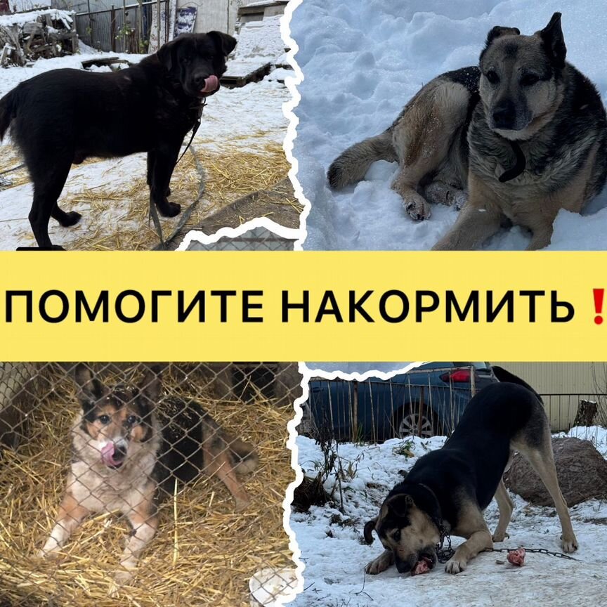 Взрослый пёс в добрые руки