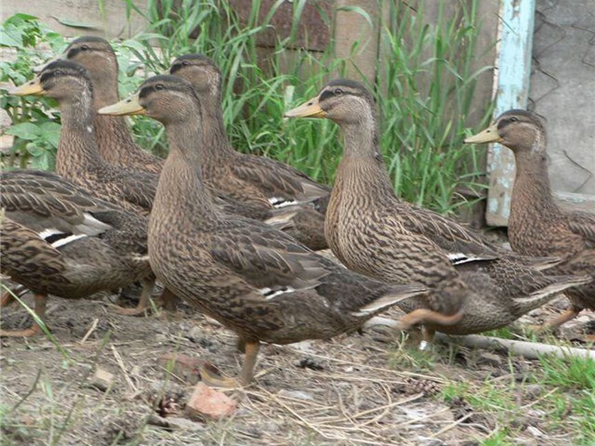 Утка-наседка