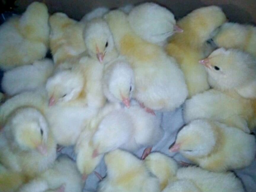 Цыплята Бройлеры, В наличии