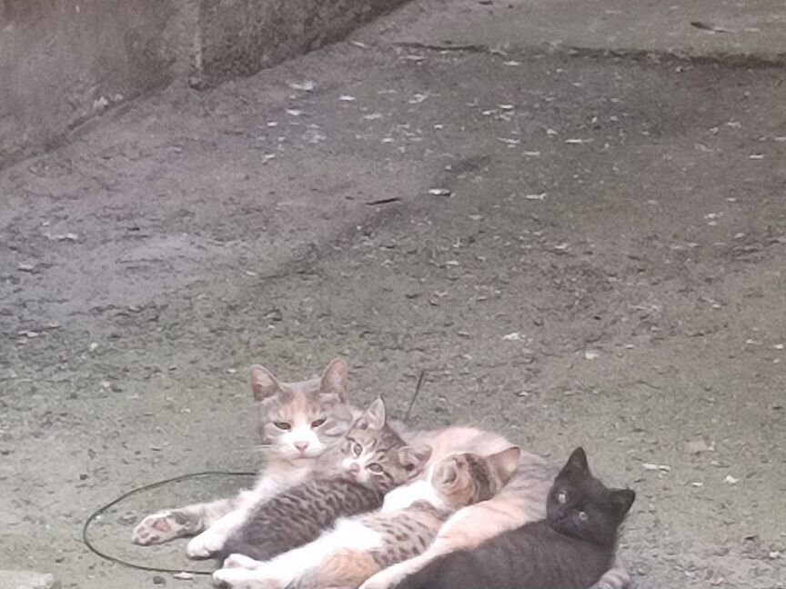 Котята в добрые руки
